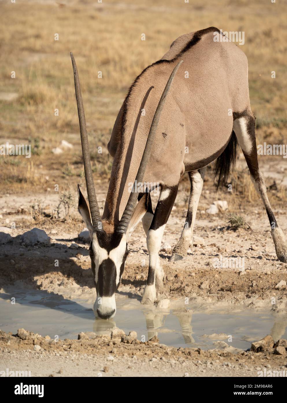 Wildlife in Etosha National Park, Namibia Stock Photo - Alamy