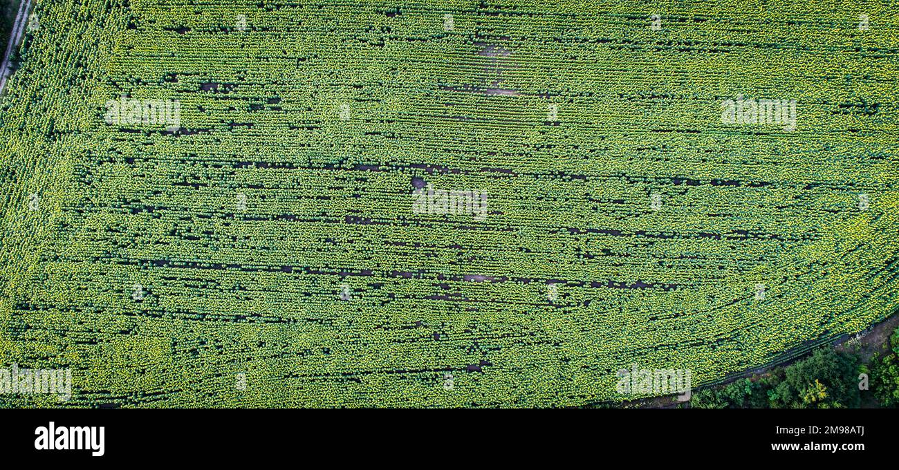 Aerial view sunflowers field sunset hi-res stock photography and images ...