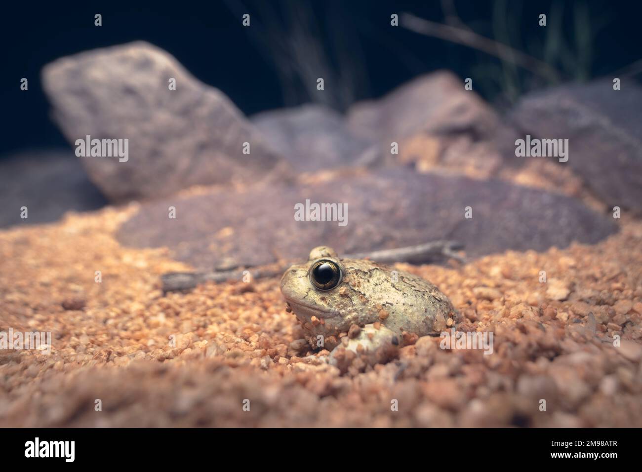 Burrowing frog hi-res stock photography and images - Alamy