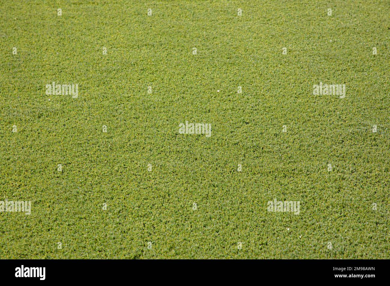 background and texture of floor with artificial grass green color Stock ...