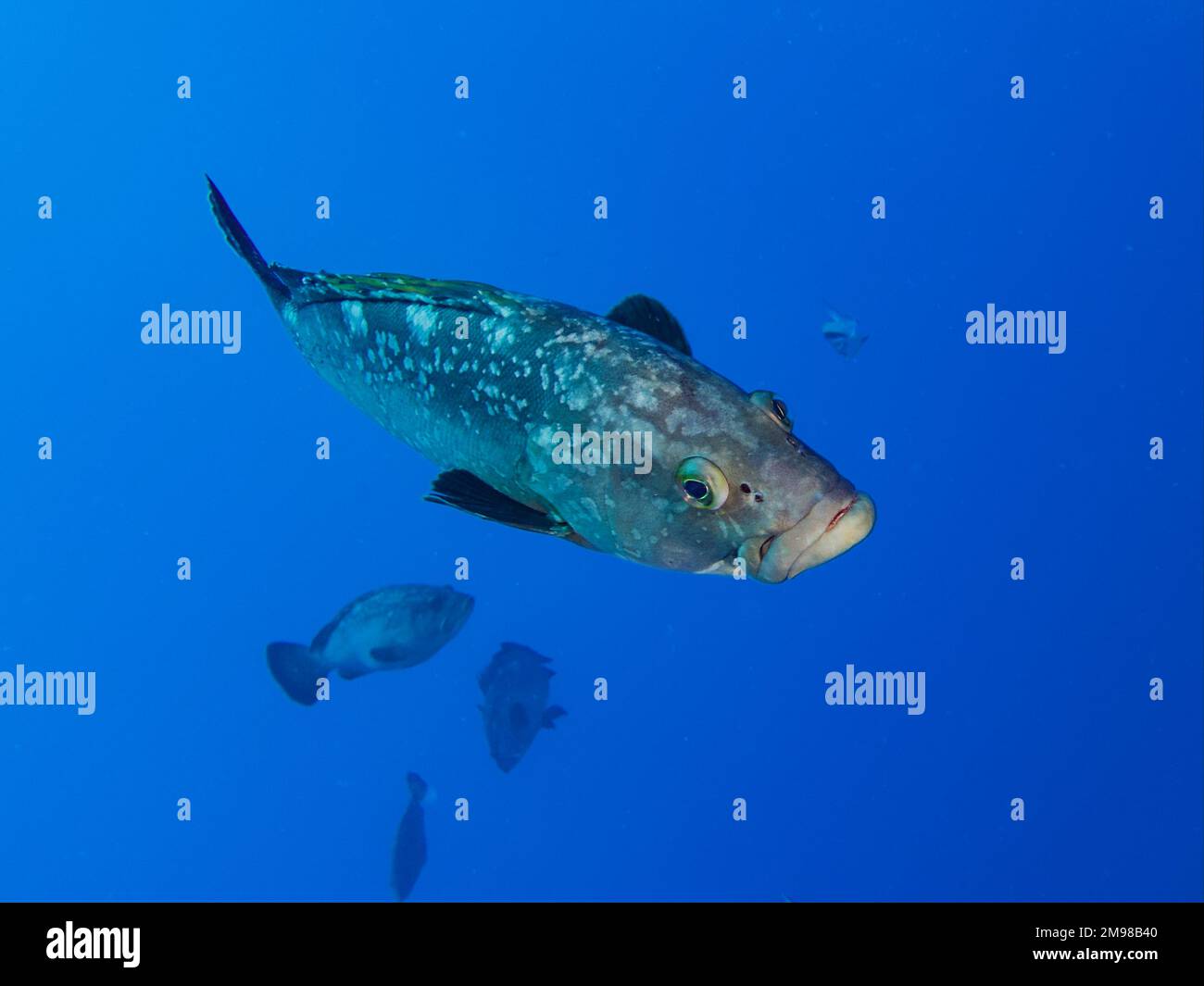 Epinephelus marginatus dusky grouper hi-res stock photography and ...