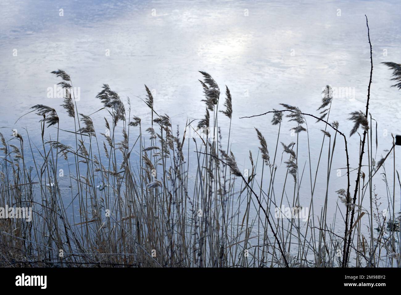 Weeds growing along the coastline. Plants on a beach Stock Photo - Alamy