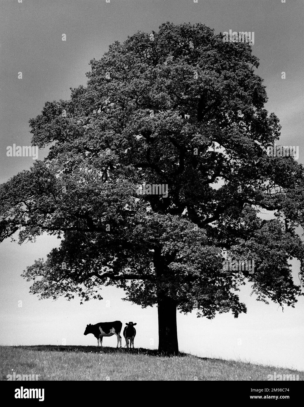 Cows shading from the sunshine. Nr Chigwell, Esses Stock Photo - Alamy