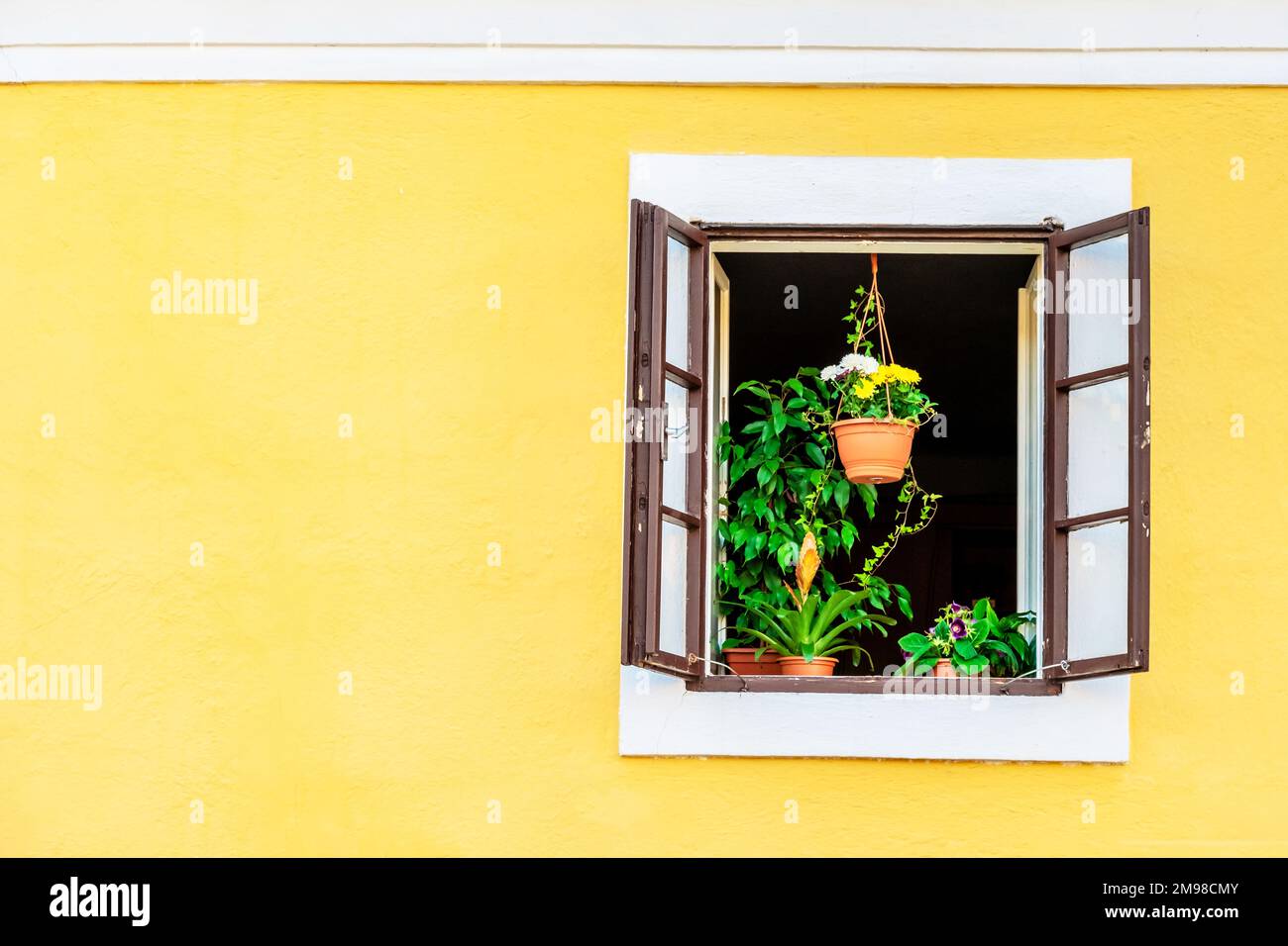 Green house plants on the window sill Stock Photo - Alamy