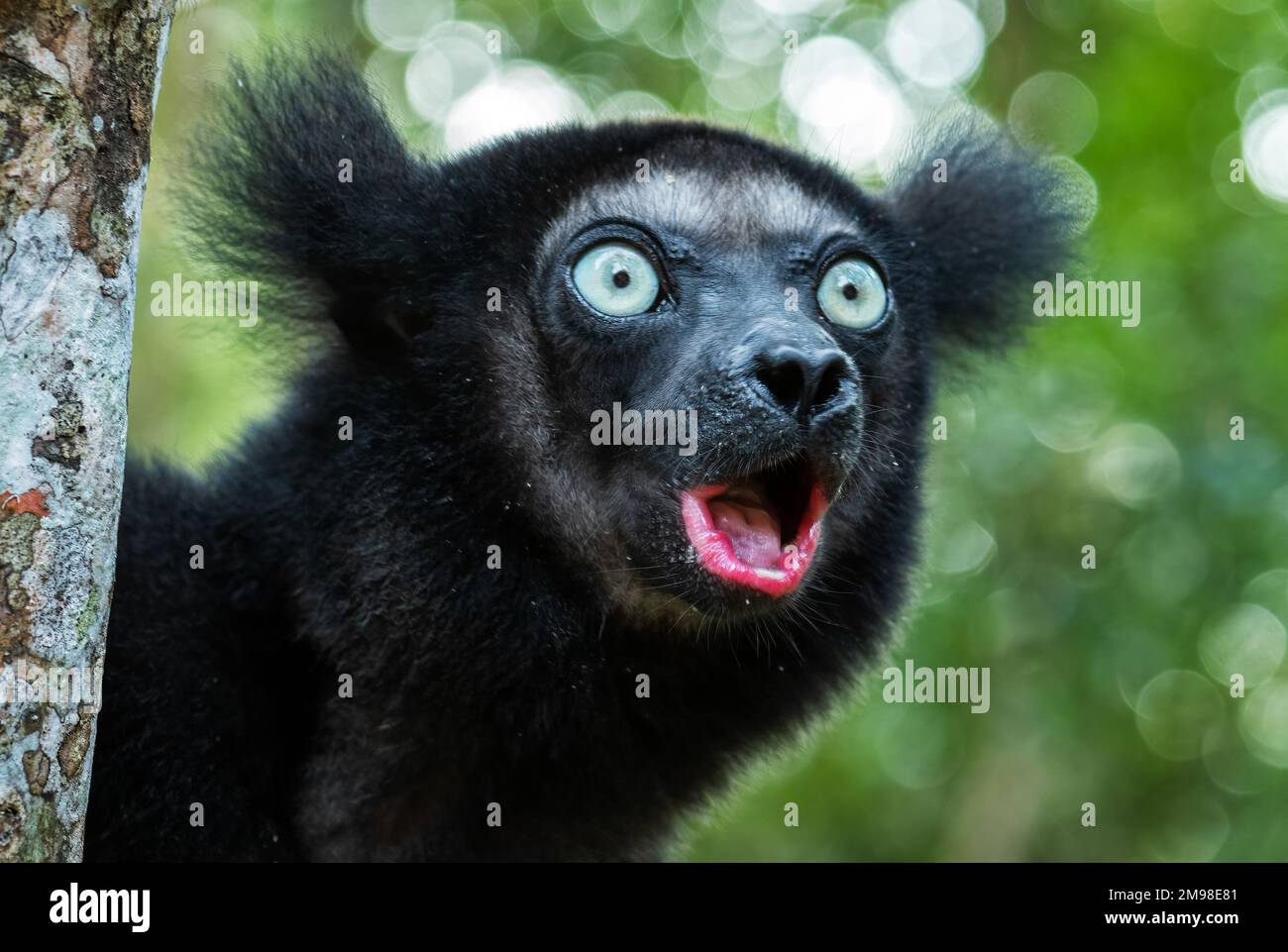 Indri - Indri indri, rain forest Madagascar east coast, Cute primate ...