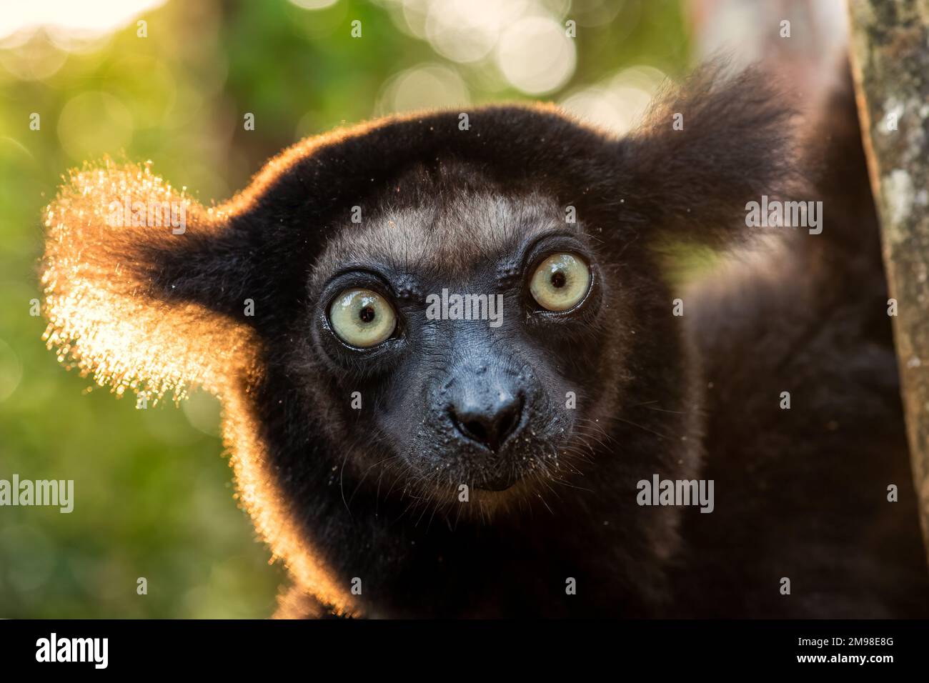 Indri - Indri indri, rain forest Madagascar east coast, Cute primate ...