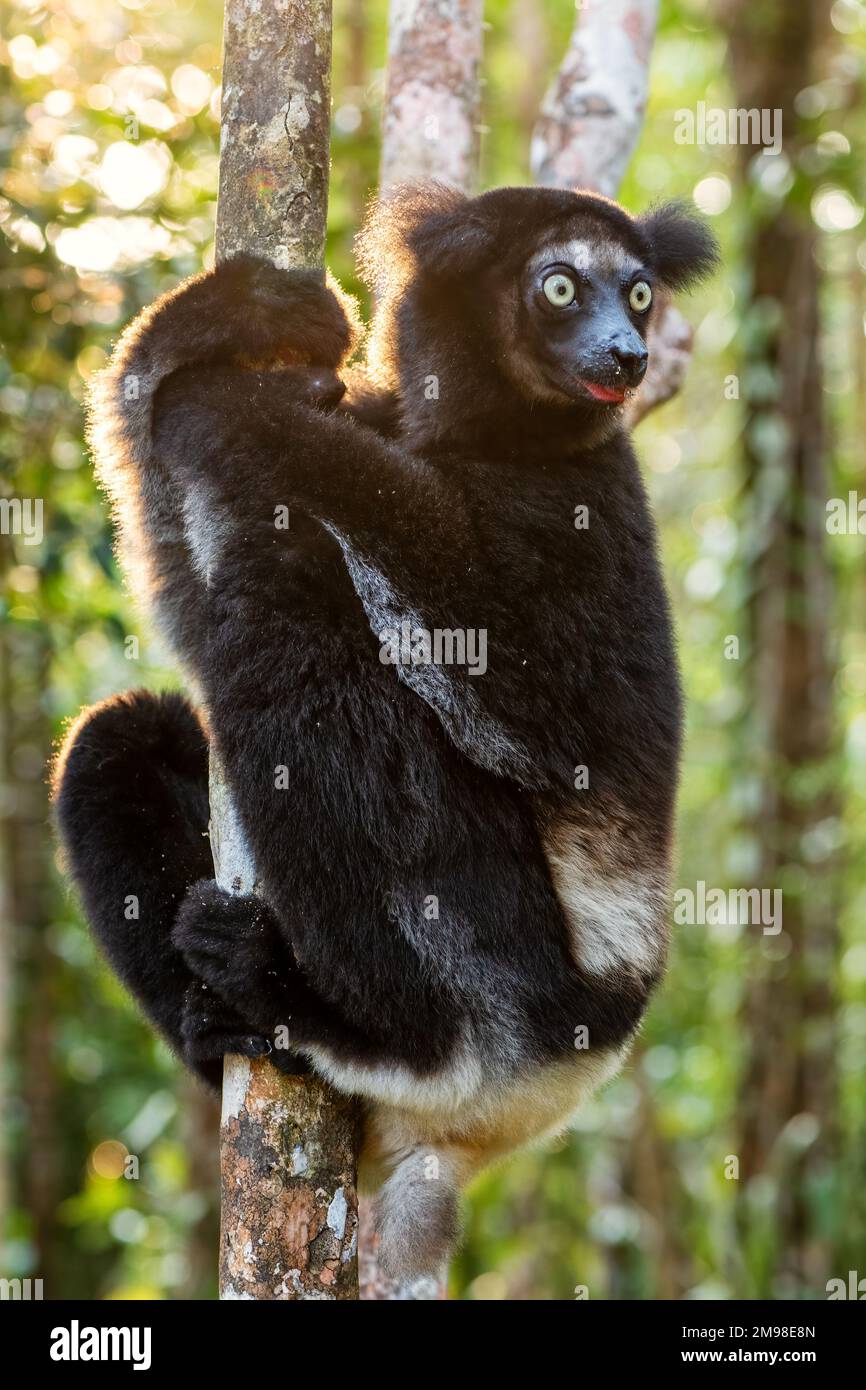 Indri - Indri indri, rain forest Madagascar east coast, Cute primate ...