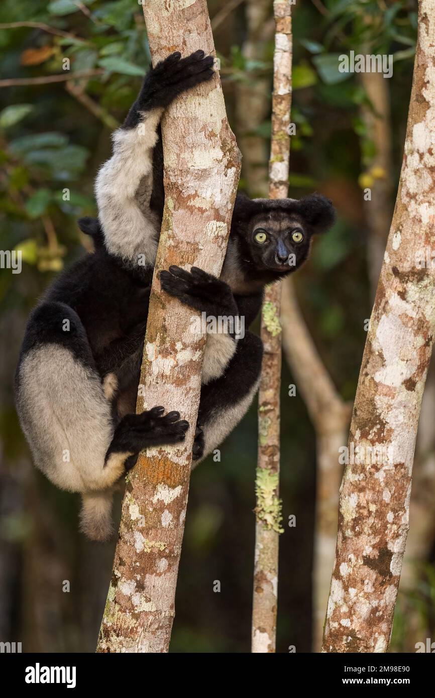 Indri - Indri indri, rain forest Madagascar east coast, Cute primate ...
