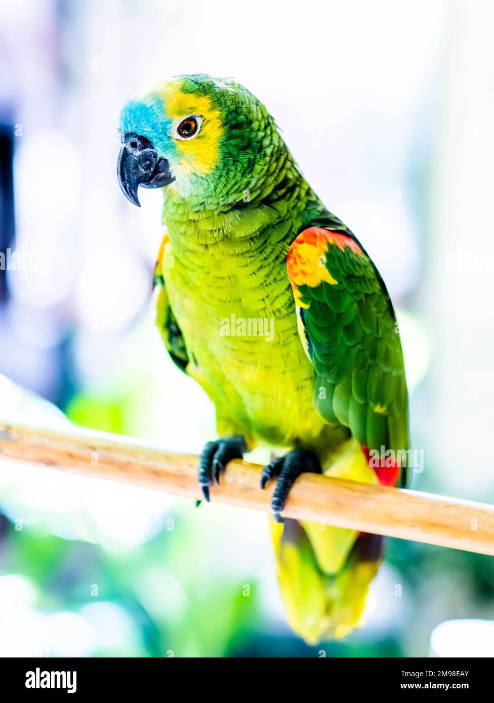 Colorful parrot sitting on the wooden stick Stock Photo - Alamy
