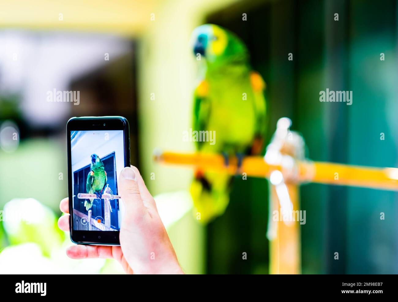 Parrot video hi-res stock photography and images - Alamy