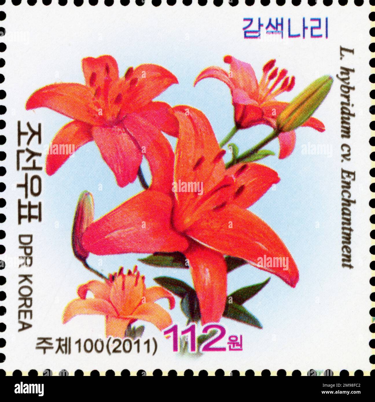 Lily hybridum cv enchantment hi-res stock photography and images - Alamy