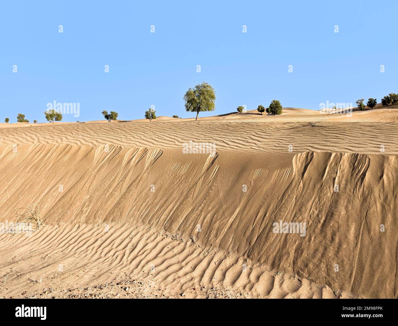 The rare trees in an empty desert against the blue sky Stock Photo - Alamy