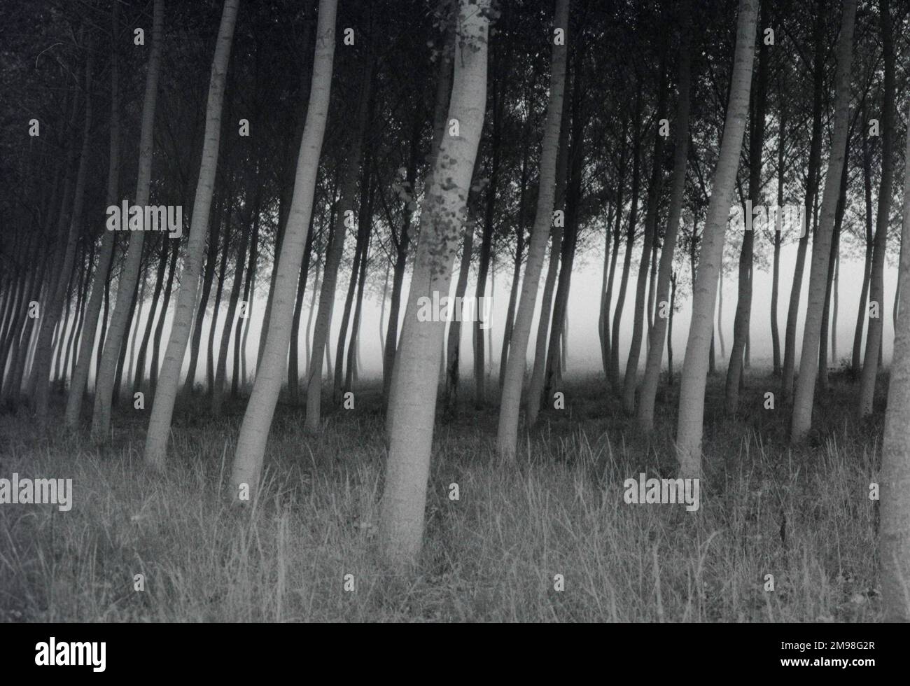 Leaning trees in rural France Stock Photo - Alamy