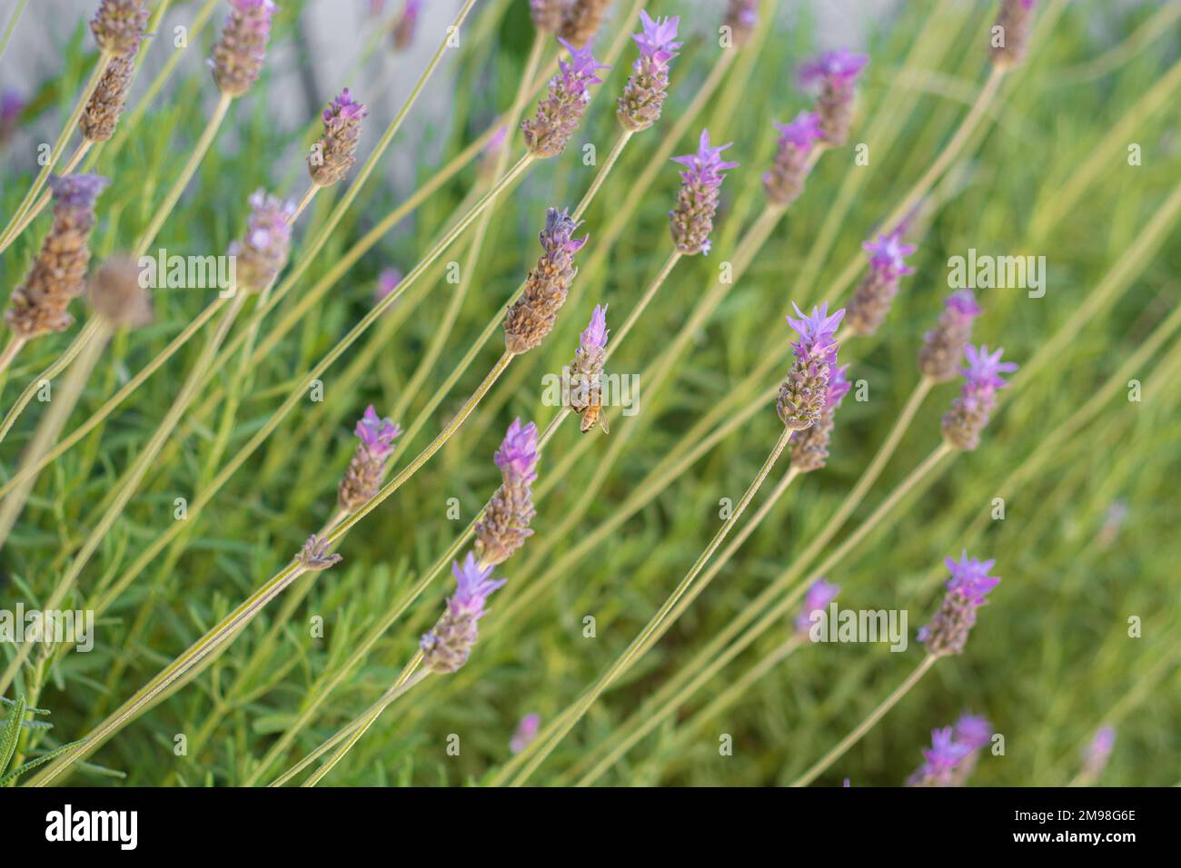 Bee standing hi-res stock photography and images - Alamy