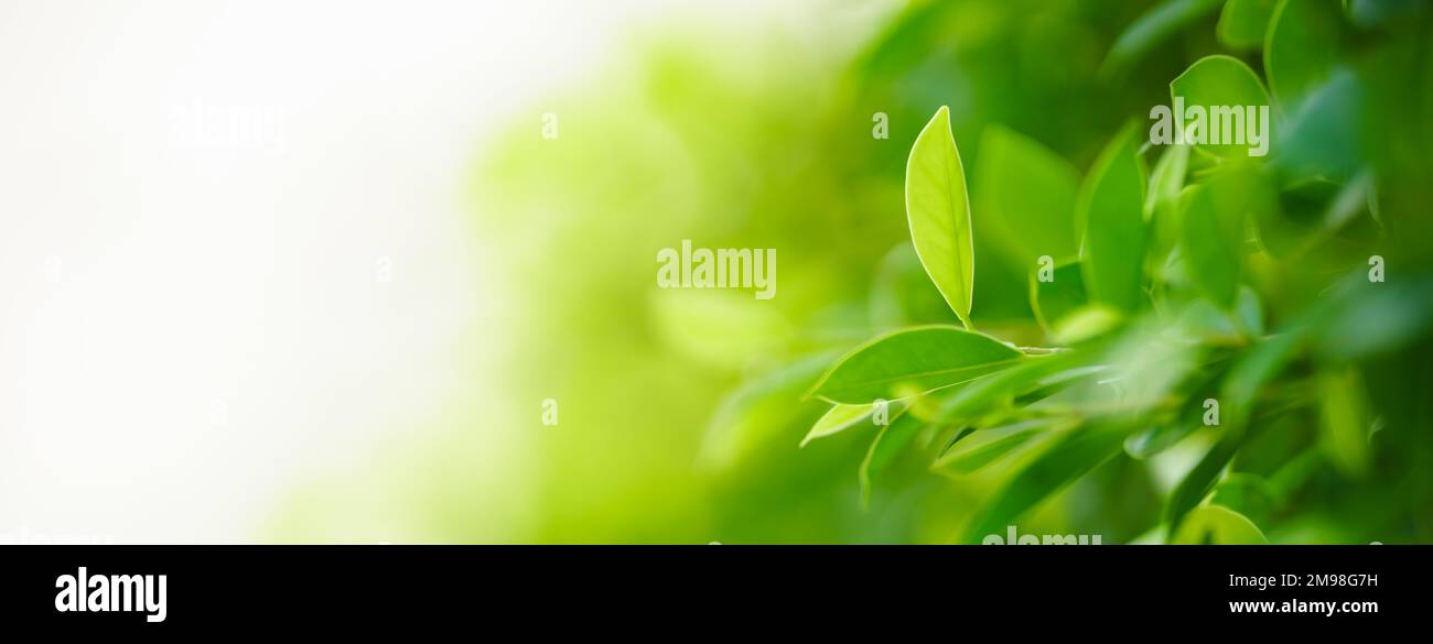 Closeup of beautiful nature view green leaf on blurred greenery ...