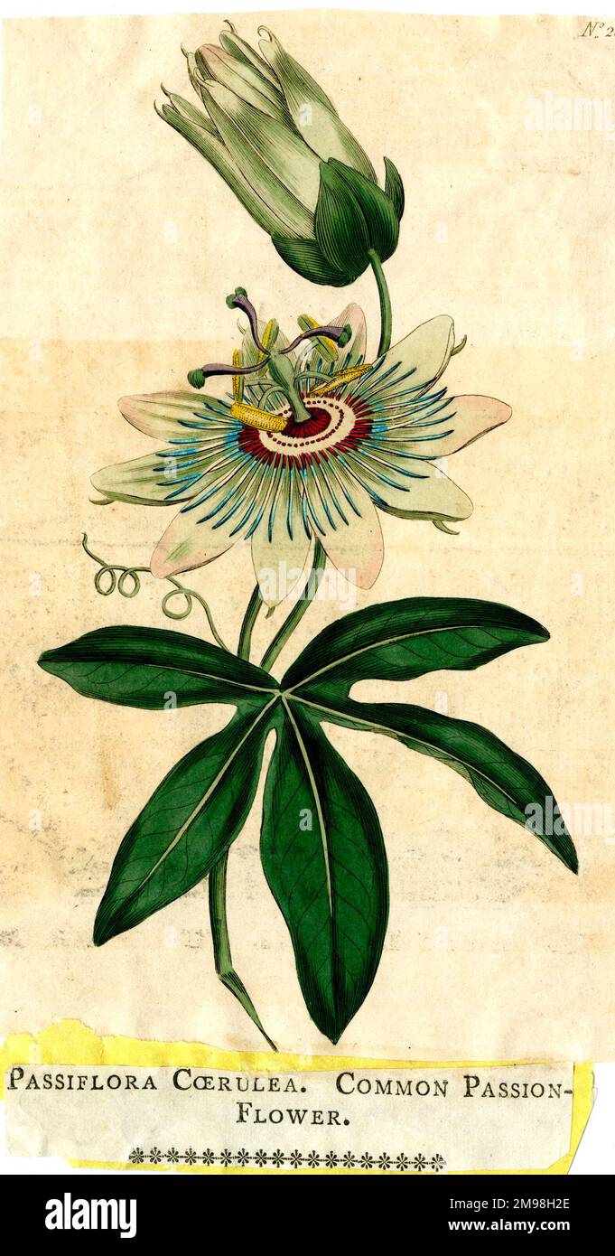 Passiflora Coerulea, Common Passion-Flower Stock Photo - Alamy