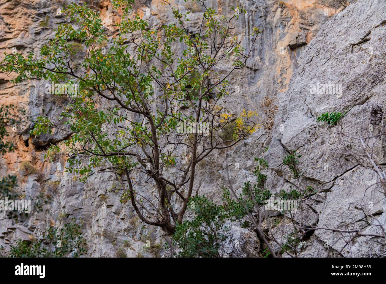 Rocky Mountains in Turkey. Vegetation on stone rocks. Detailed image of ...