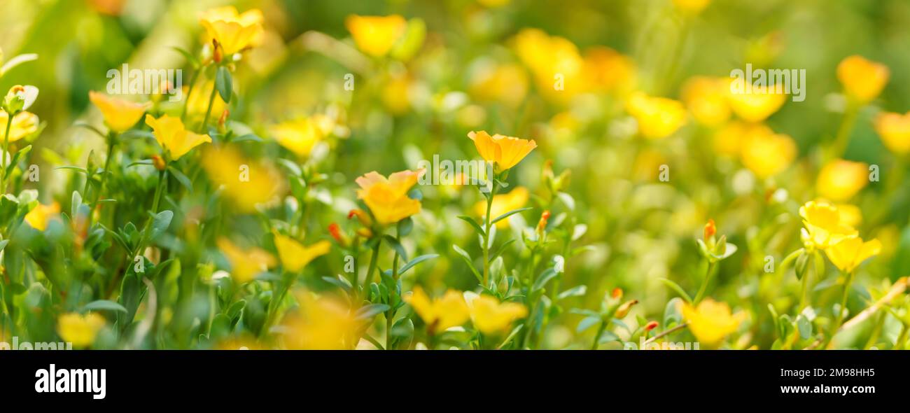 Closeup of yellow flower under sunlight with copy space using as ...