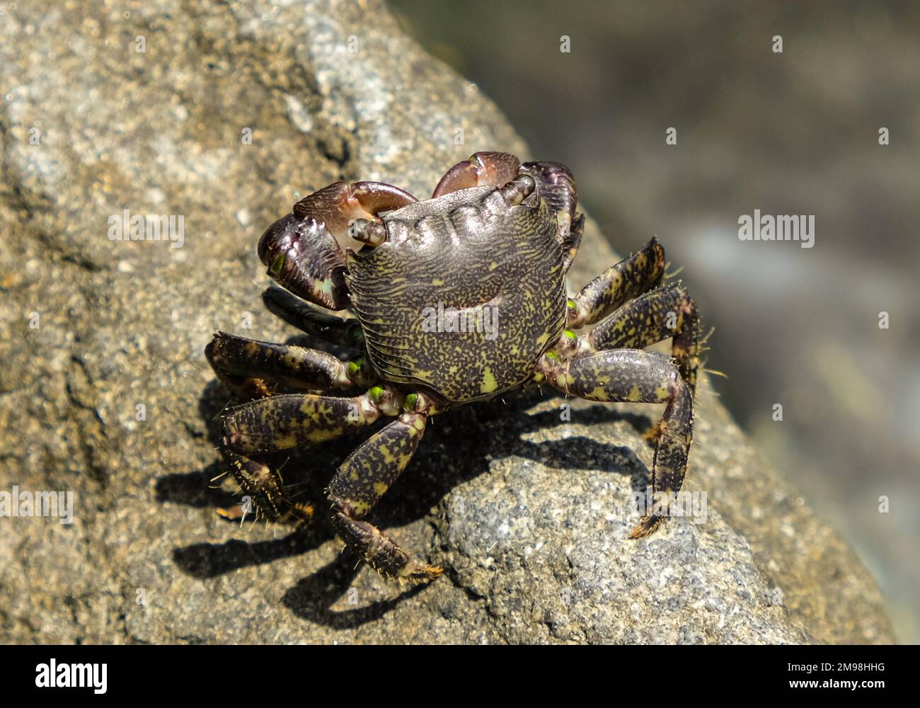 Marbled crab taking a sunbath on the coastline of Aci Trezza, Sicily ...