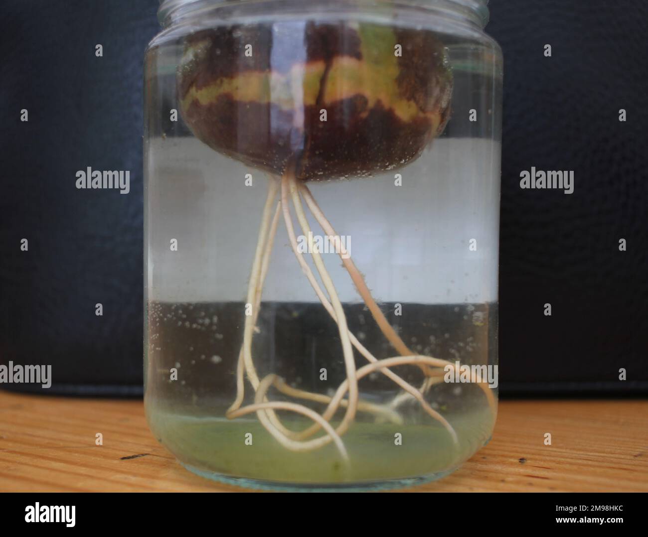 roots of avocado plant growing at home in a glass with water Stock ...