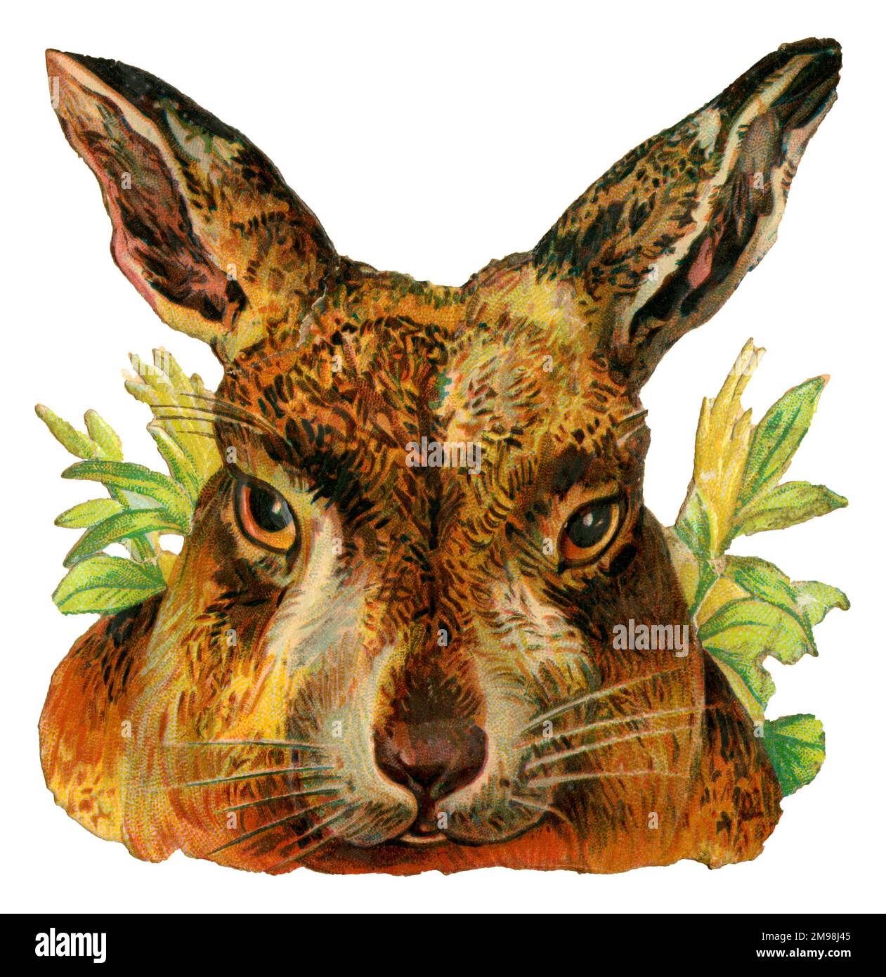 Hare Head