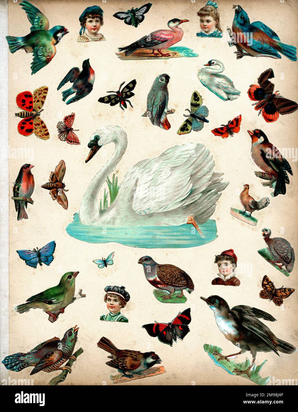 Victorian Scraps - Page of Birds and Insects Stock Photo - Alamy
