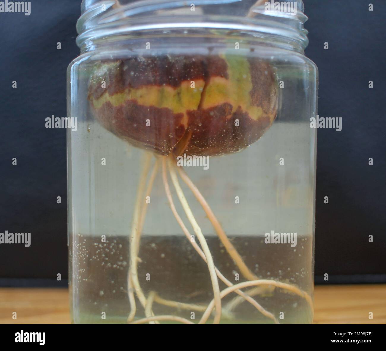 the roots of a kiwi plant growing in water Stock Photo - Alamy