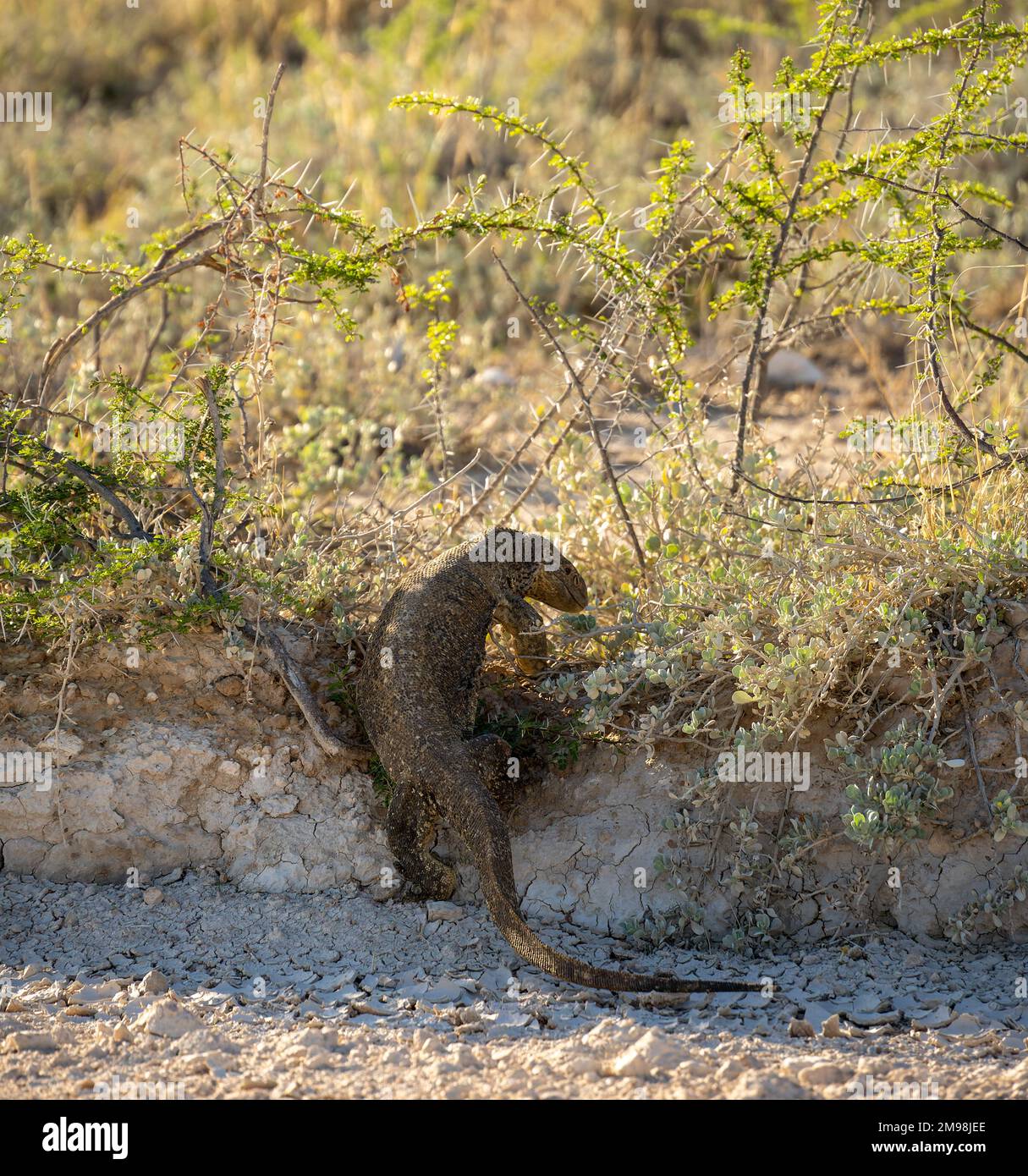 Wildlife in Etosha National Park, Namibia Stock Photo - Alamy