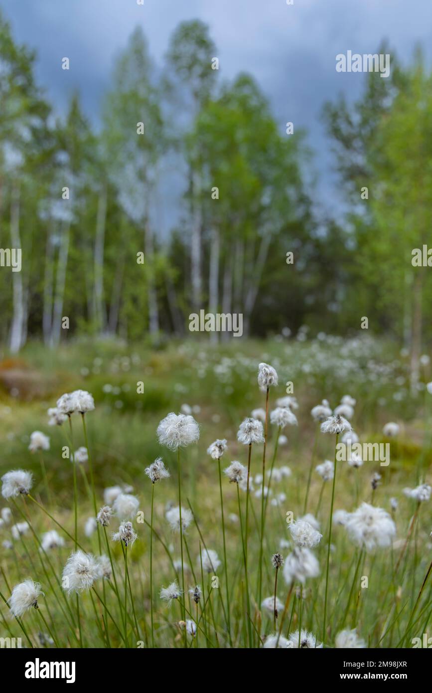 dry powder near Soumarsky most (Soumarske raseliniste), Nation park ...