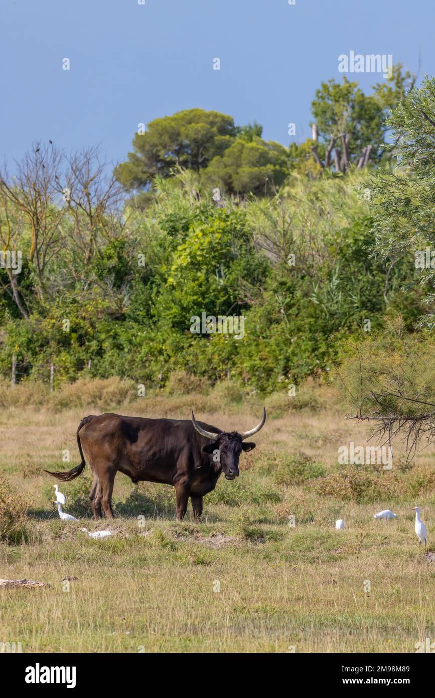 bull and herons on the meadow in Camargue, Bouches du Rhone, France ...