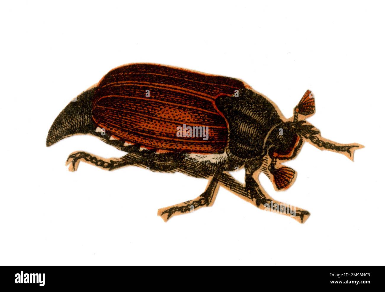 Insects design hi-res stock photography and images - Alamy