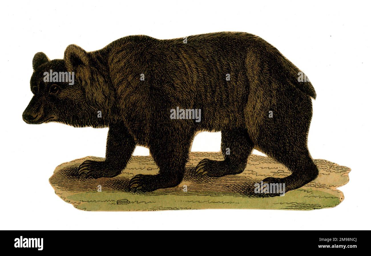Scrap - decoupage design - Black Bear Stock Photo - Alamy