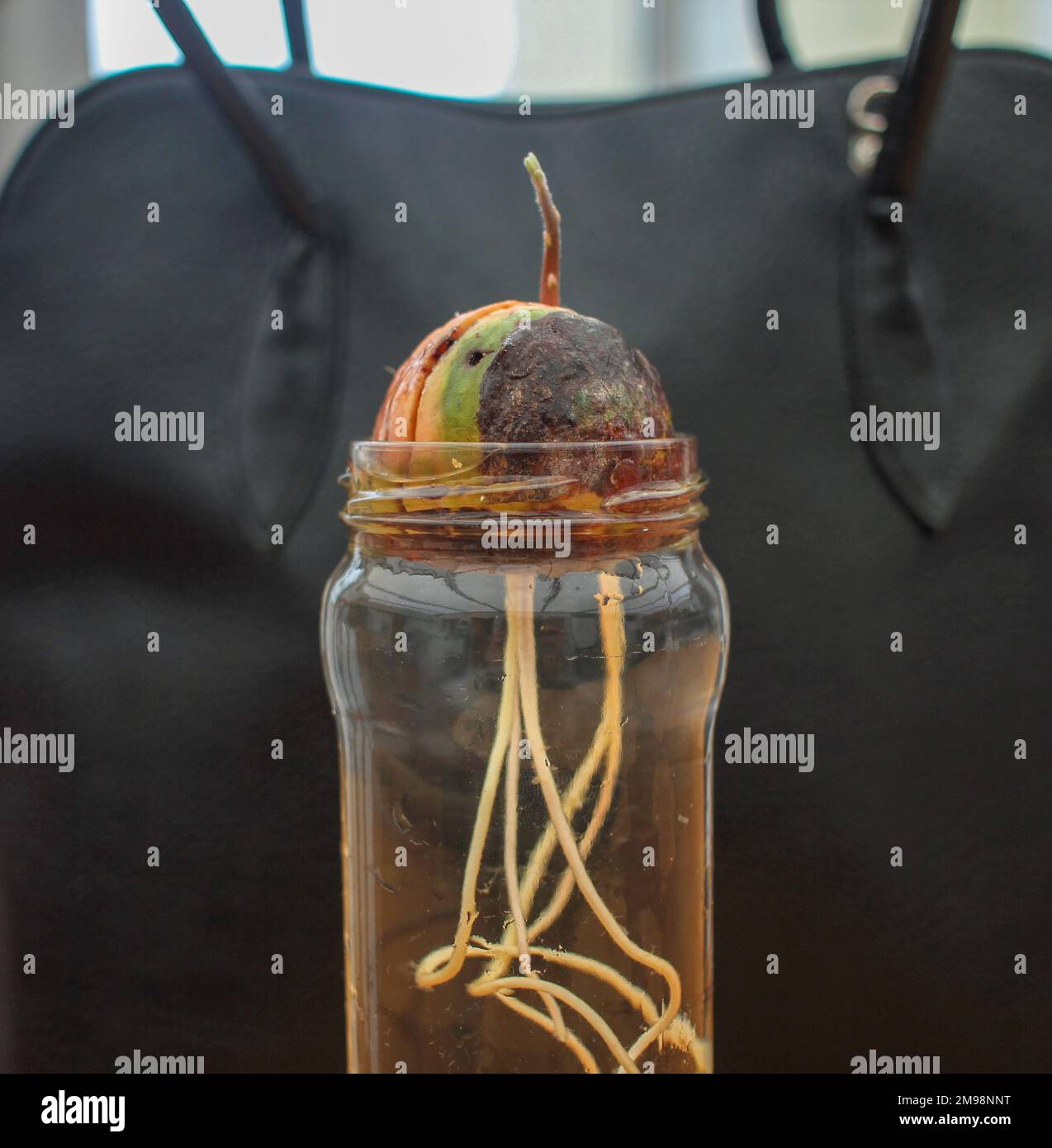 avocado seed is growing in a glass bottle Stock Photo - Alamy
