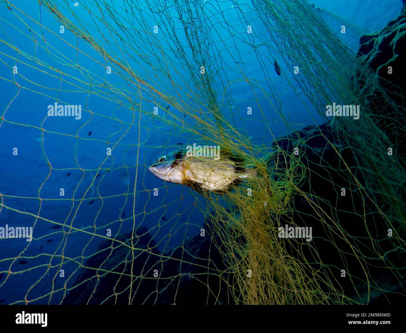 Marine life mediterranean bream fish hi-res stock photography and ...