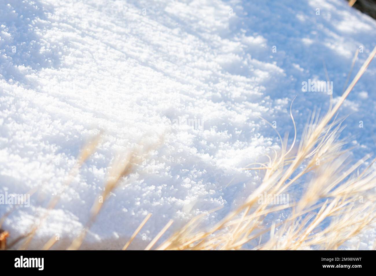 dry grasses and snow Stock Photo - Alamy