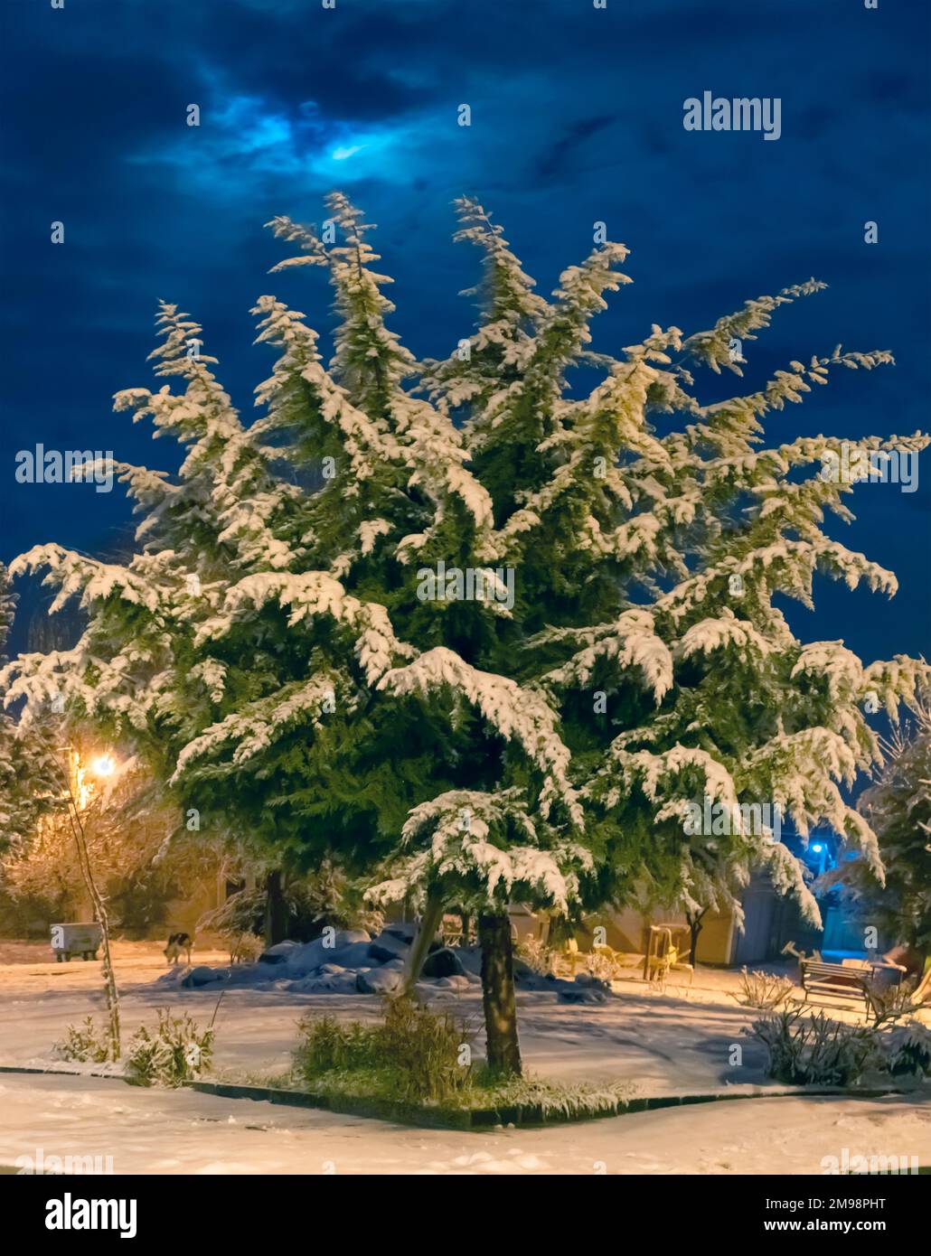 Jungle night landscape hi-res stock photography and images - Alamy