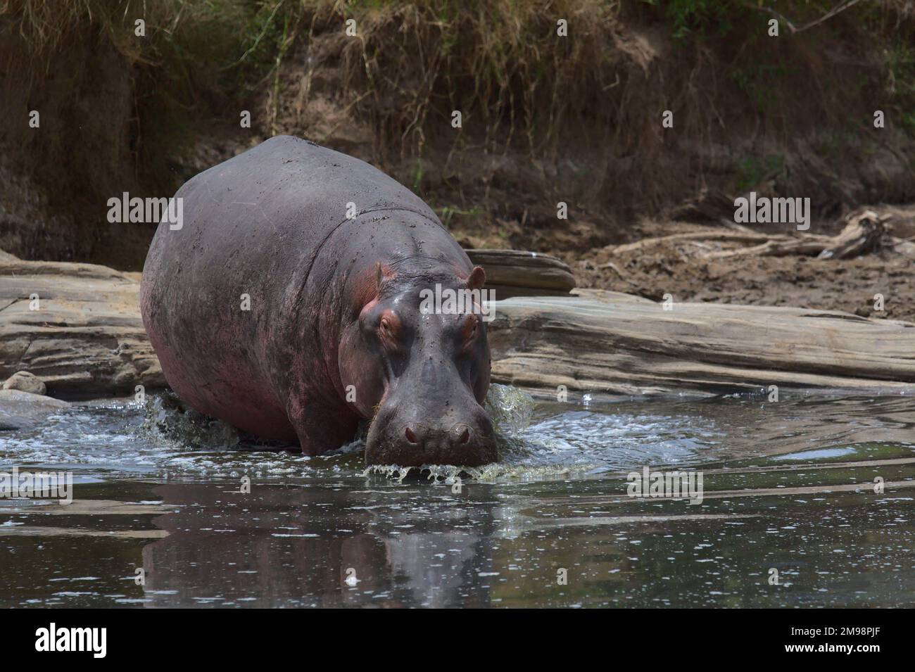 huge hippo walking into rock pool creating waves and splashes of water ...