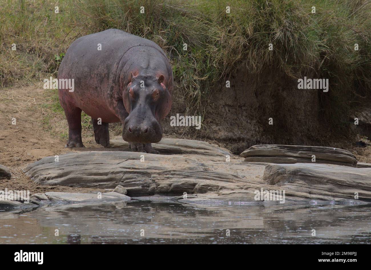 big hippo standing alert on the river bank about to enter the water in ...