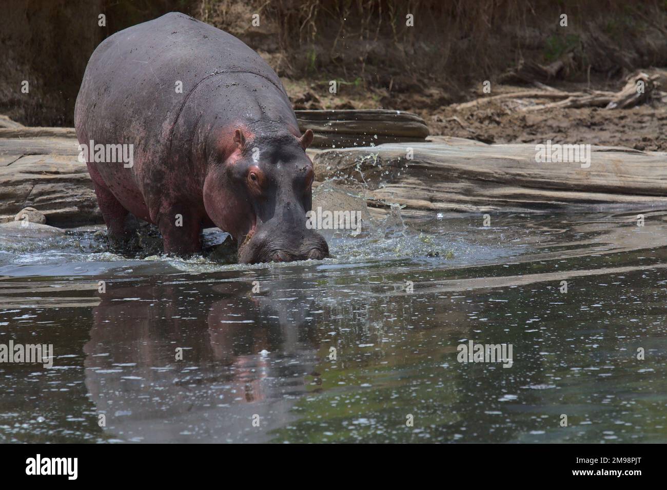 massive wild hippo wades into rock pool creating ripples and splashes ...