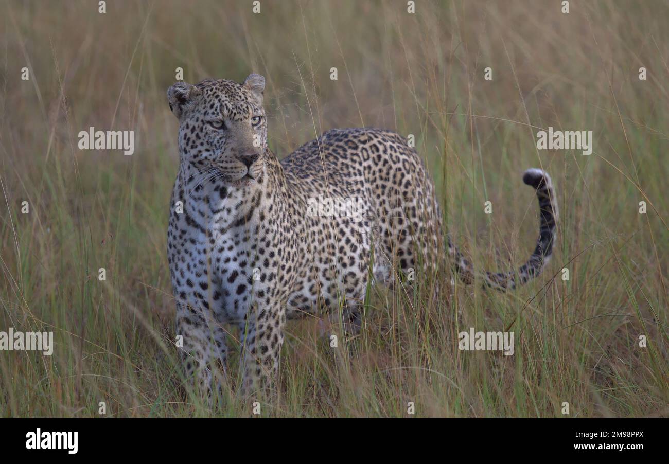 Cat profile side view standing hi-res stock photography and images - Alamy