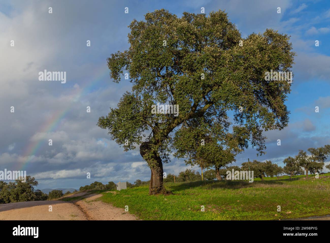 Oak tree and a rainbow in Extremadura, Spain, Europe. The Way of Saint ...