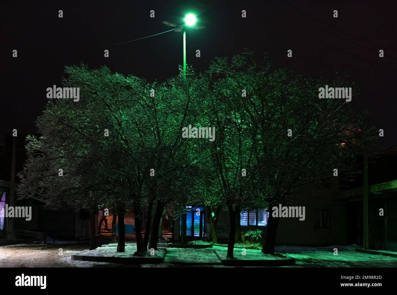 Snowy trees on a cold winter night Stock Photo - Alamy