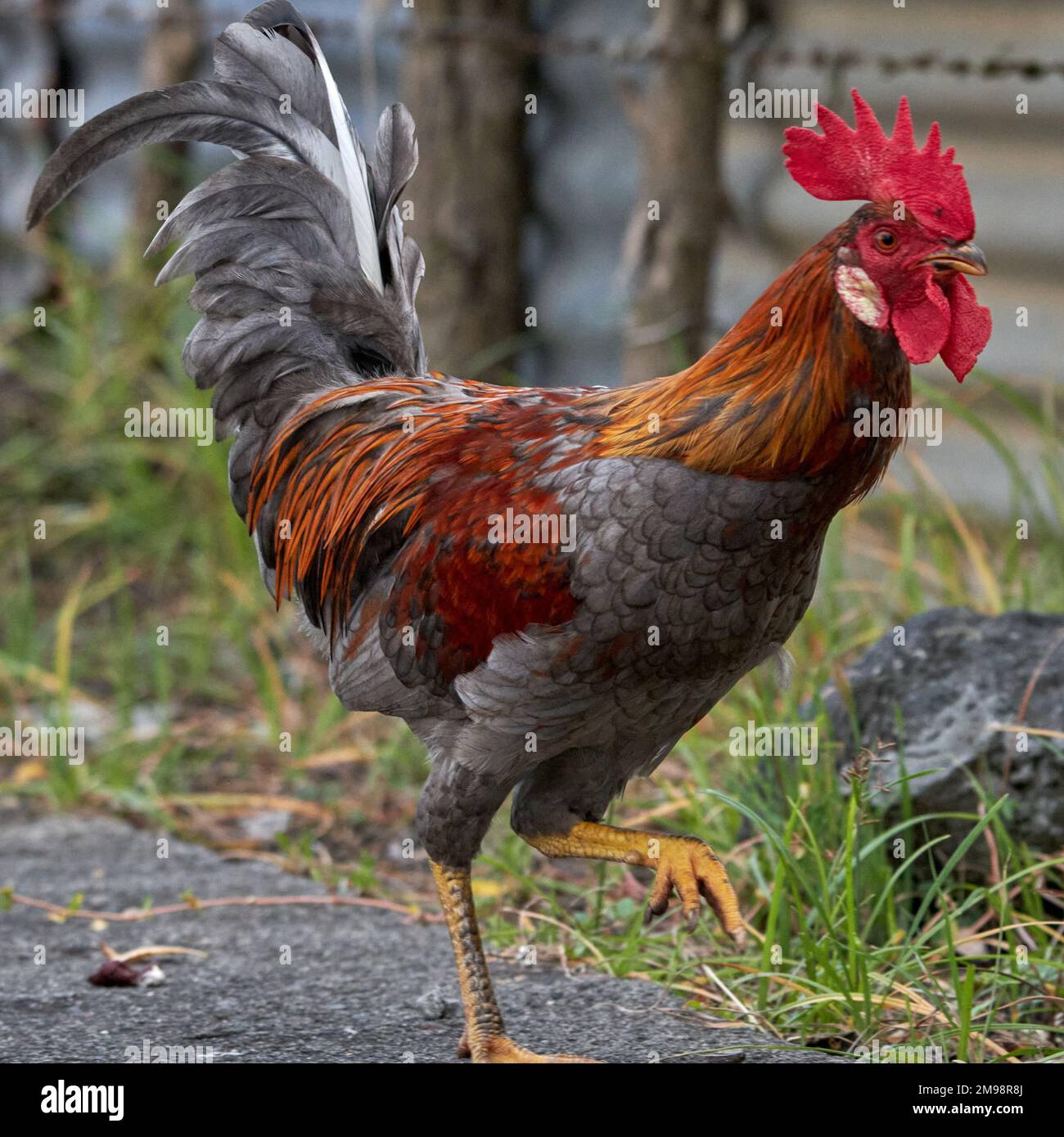 Gray rooster hi-res stock photography and images - Alamy
