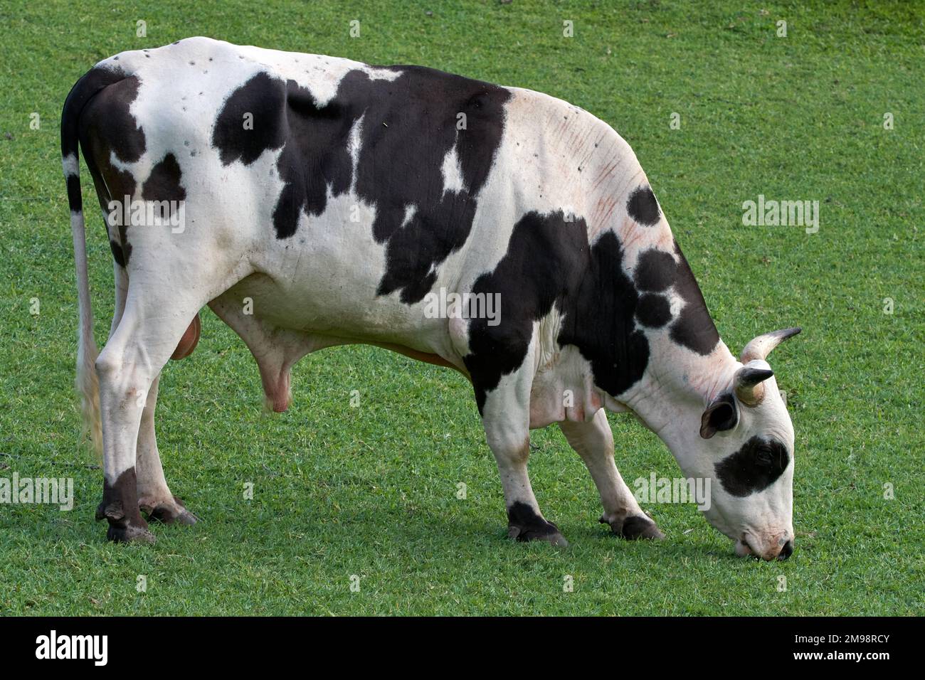 Black and white holstein hi-res stock photography and images - Alamy