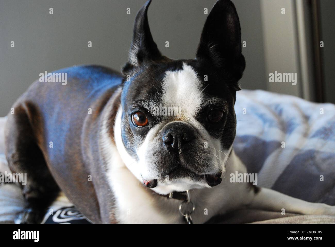 Boston terrier information hi-res stock photography and images - Alamy