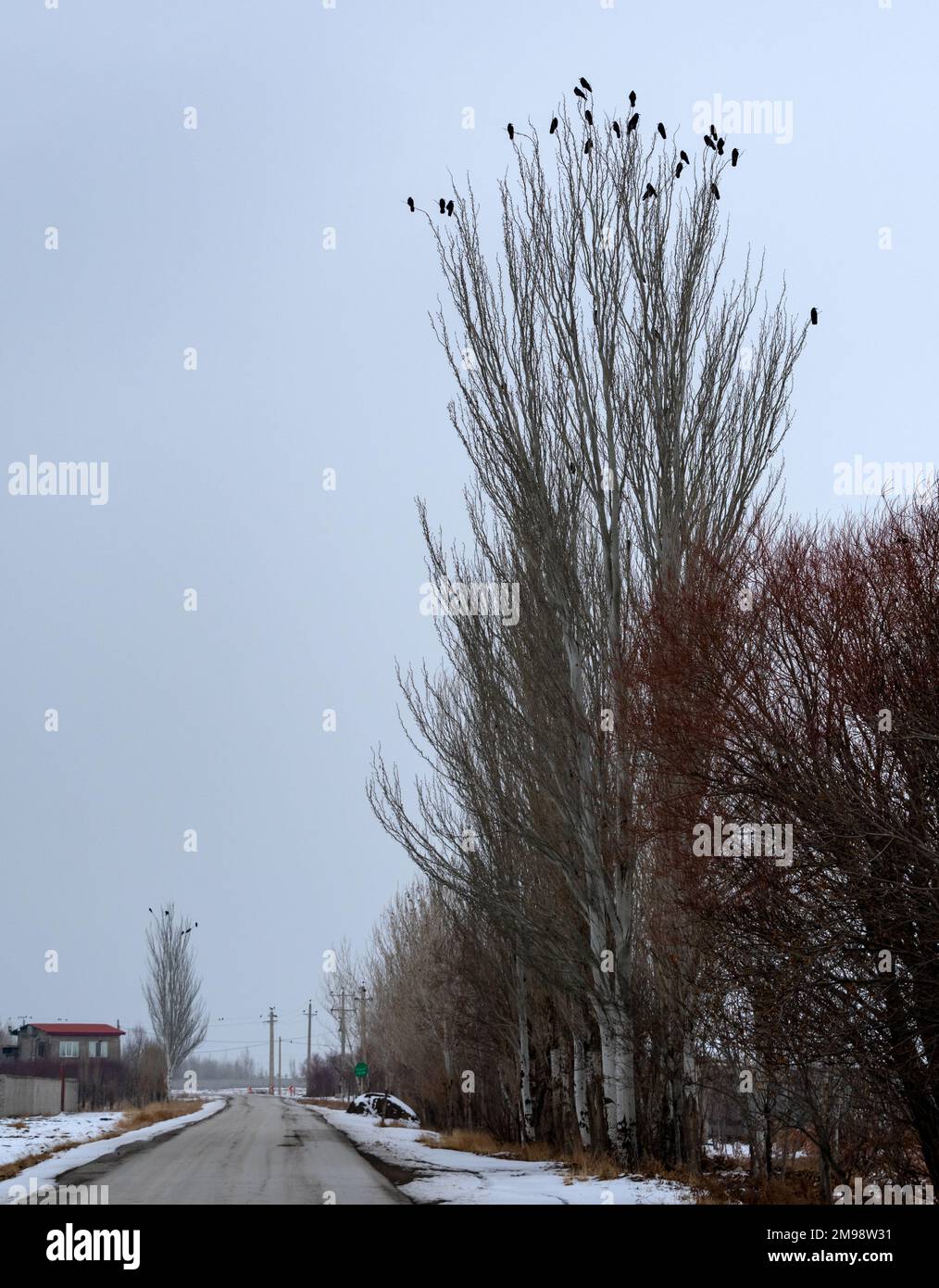 Crows on tree hi-res stock photography and images - Alamy