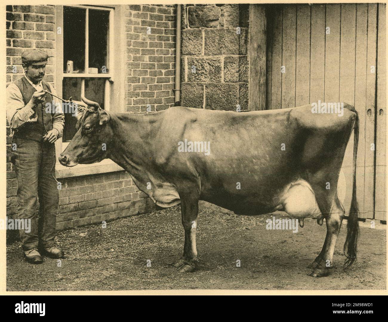 Prizewinning cow hi-res stock photography and images - Alamy