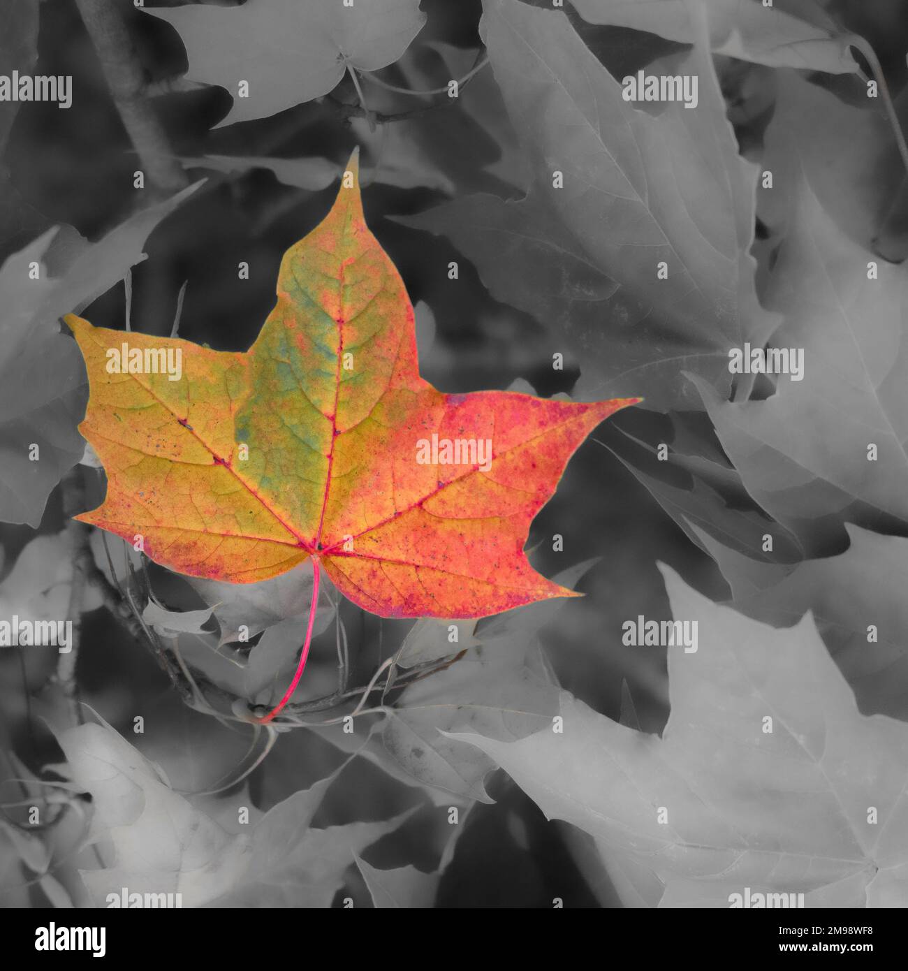 Autumn last leaf Stock Photo - Alamy