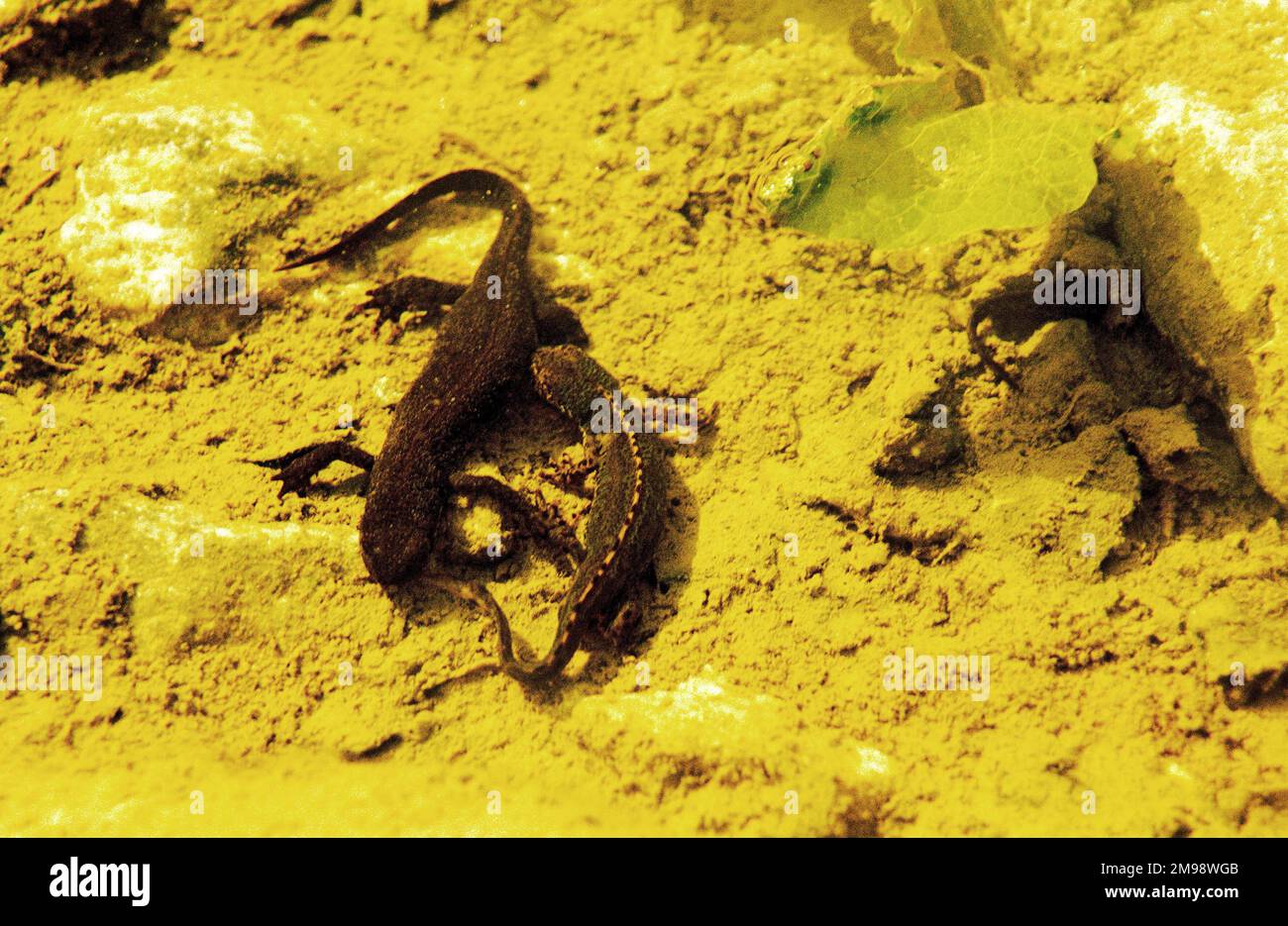 Tritons hi-res stock photography and images - Alamy
