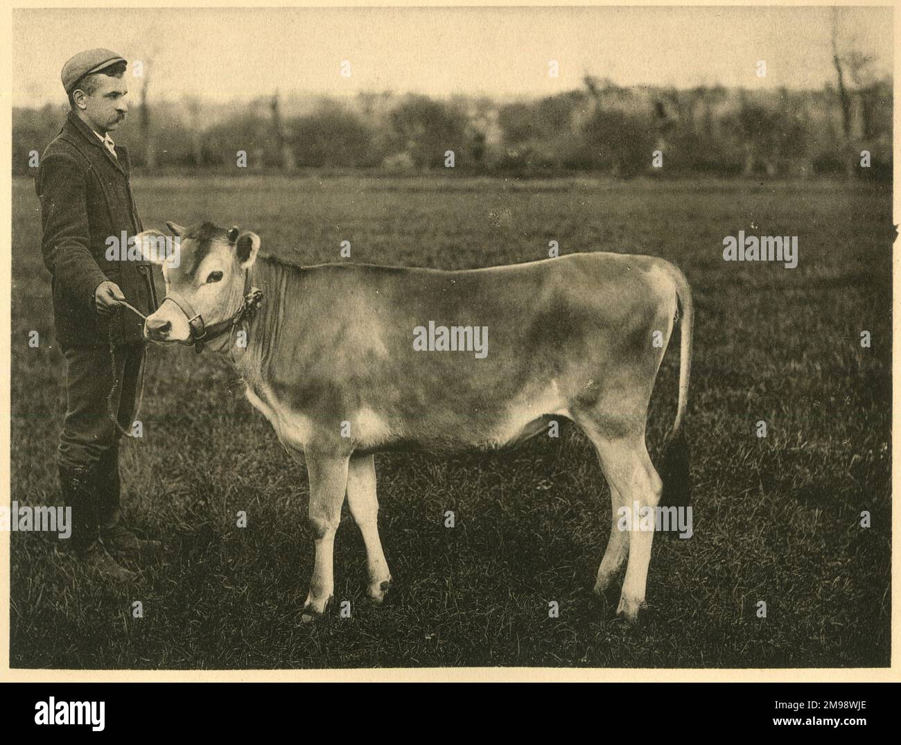Cows field 1900s hi-res stock photography and images - Alamy
